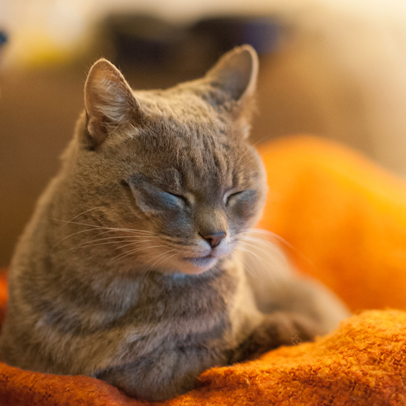 Homepage2 ~ La psicologa dei gatti